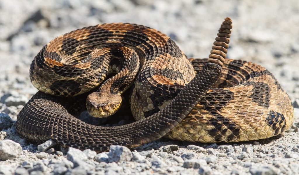 El veneno de la serpiente de cascabel mata bacterias pero respeta las ...