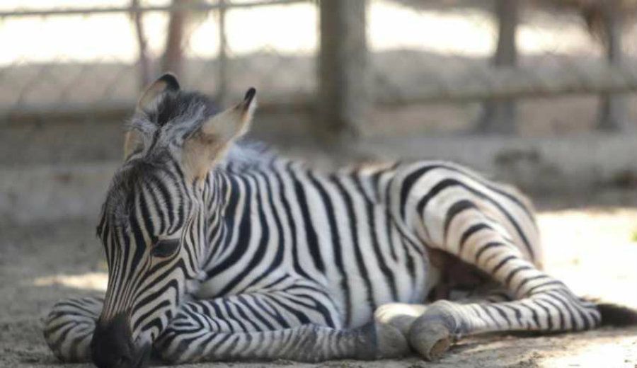 Viral: Una cebra bebé nació con puntos en vez de franjas - De La Bahia